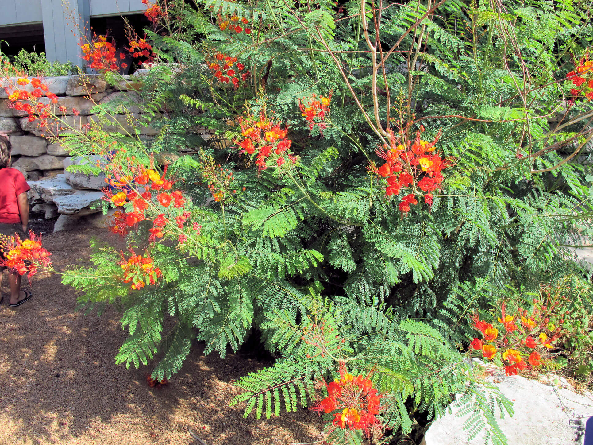 Pride Of Barbados Plant - Plant Ideas