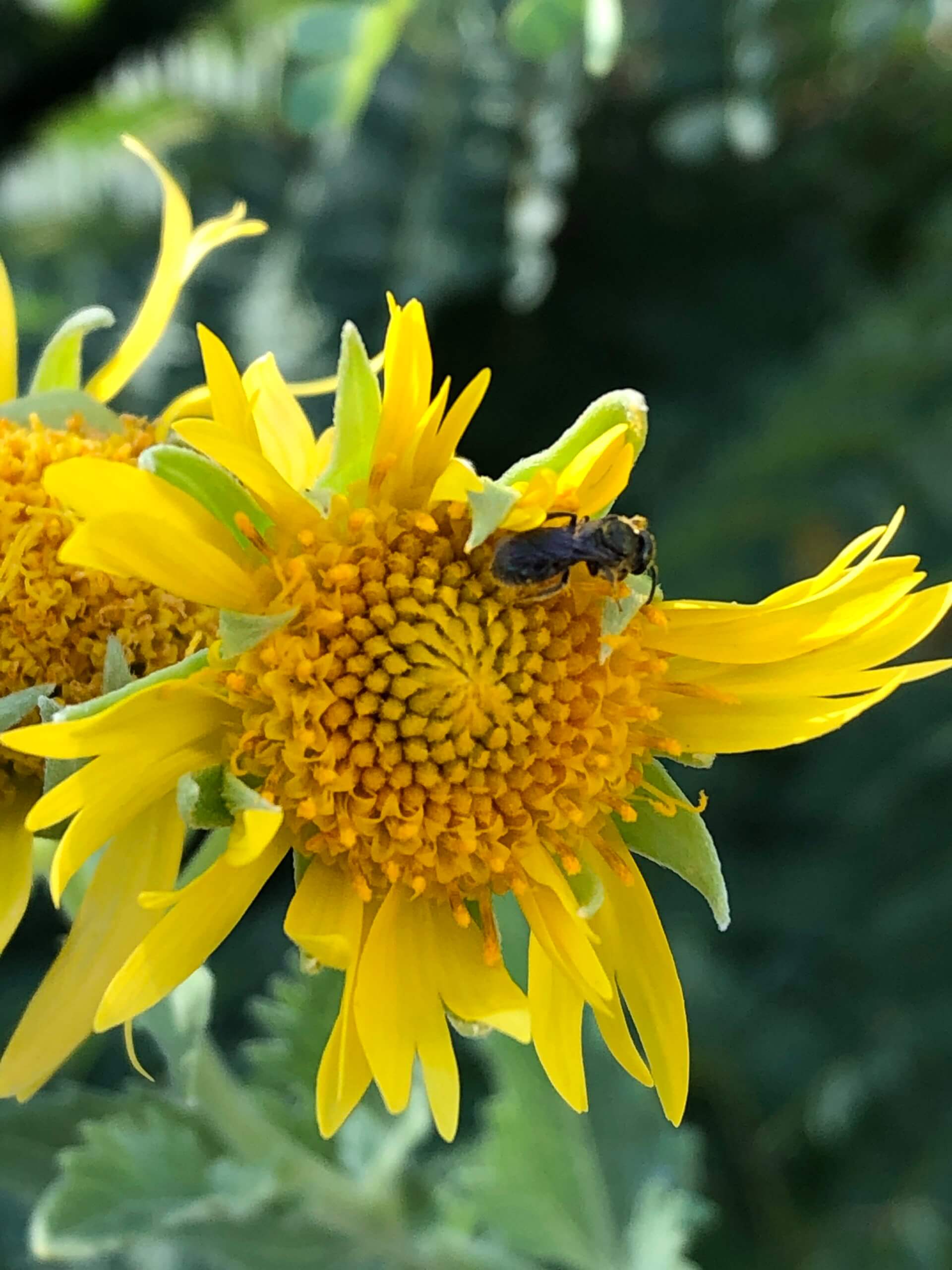 Cowpen Daisy | Green Austin Homes