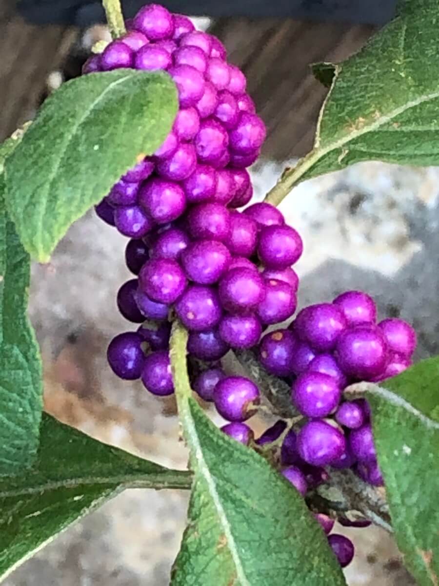 American Beautyberry | Green Austin Homes