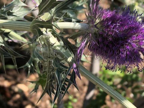 False Purple Thistle | Green Austin Homes