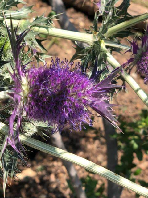 False Purple Thistle | Green Austin Homes