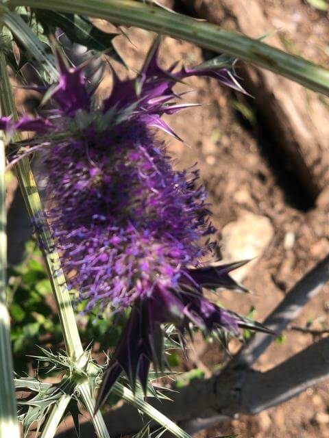 False Purple Thistle | Green Austin Homes