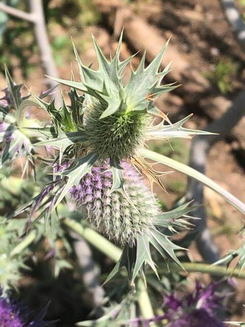 False Purple Thistle | Green Austin Homes