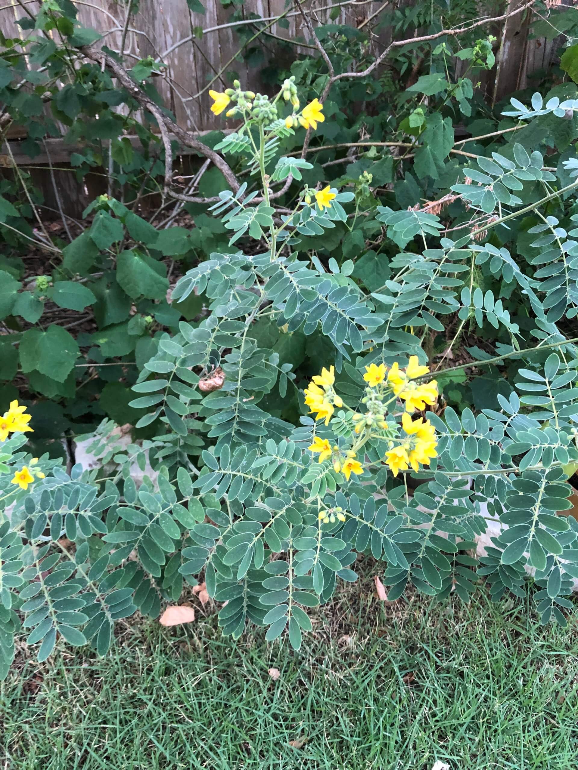 Lindheimer’s Senna | Green Austin Homes