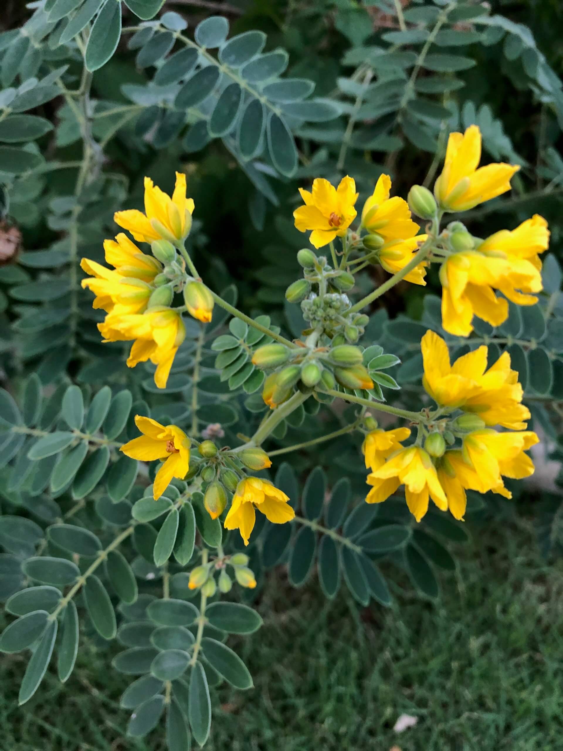 Lindheimer’s Senna | Green Austin Homes