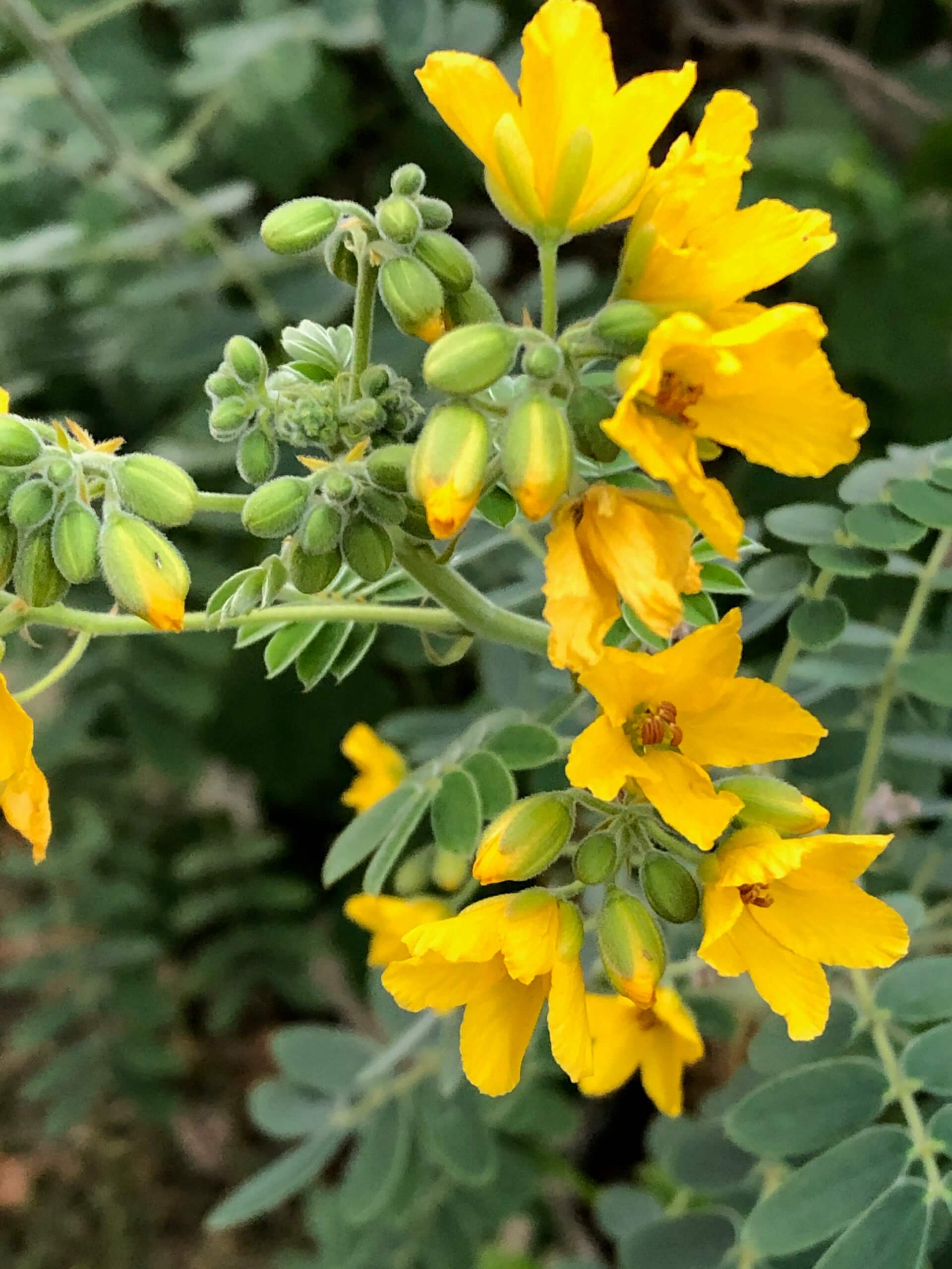 Lindheimer’s Senna | Green Austin Homes