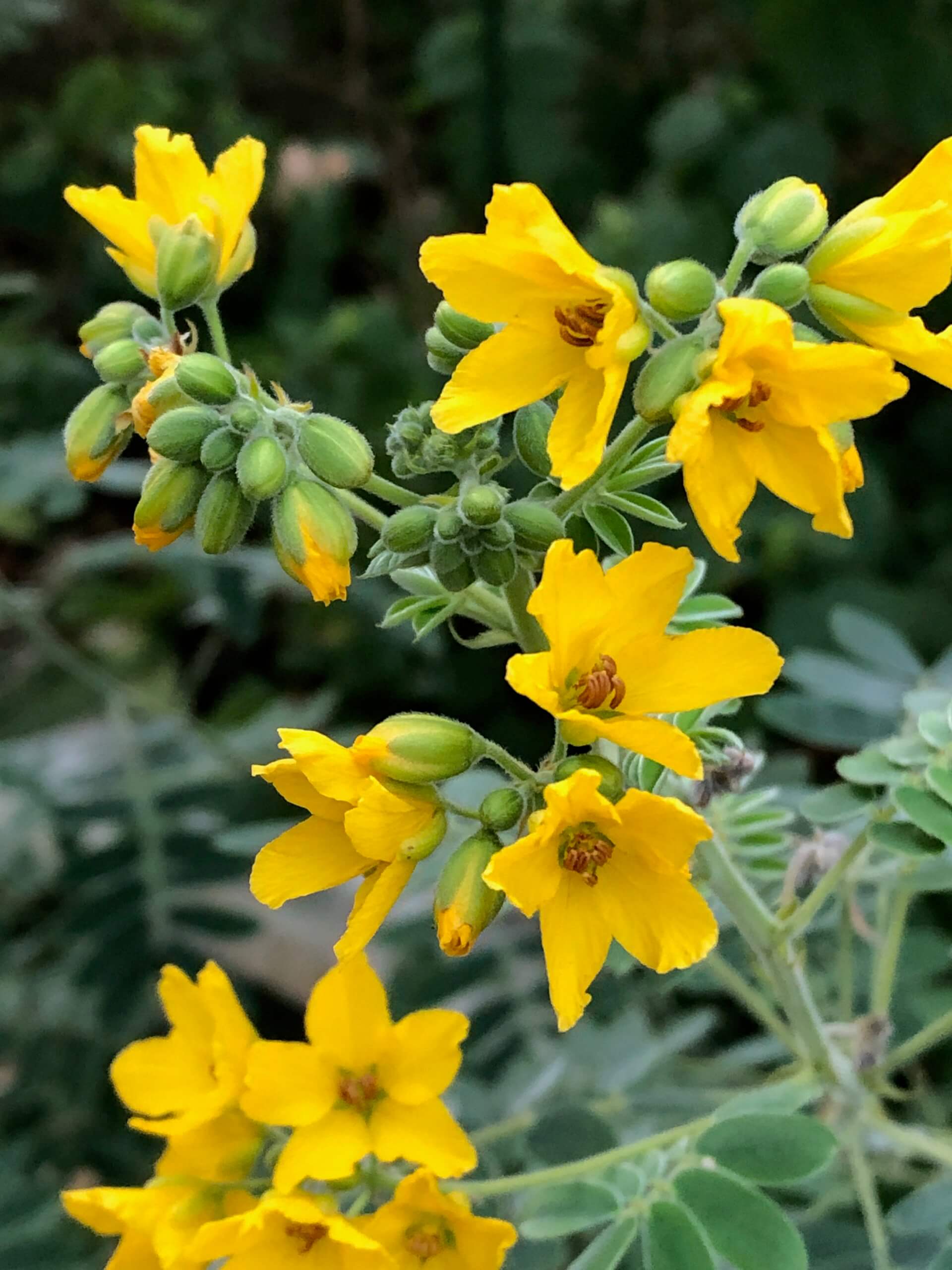 Lindheimer’s Senna | Green Austin Homes