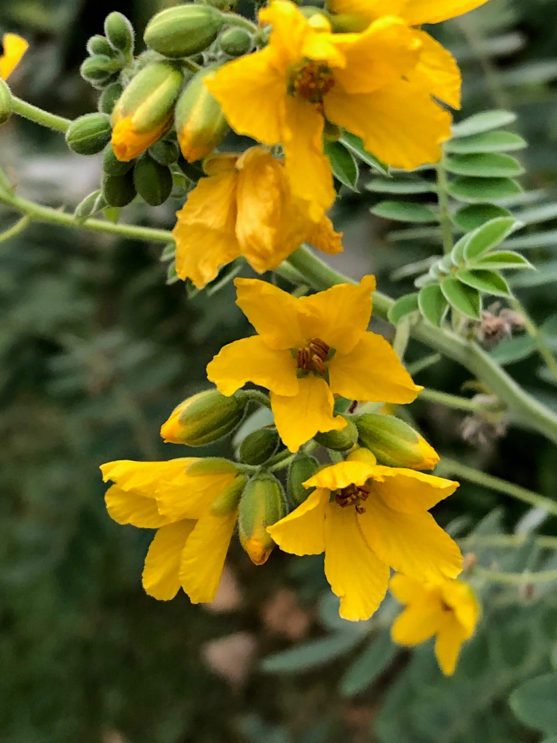 Lindheimer’s Senna | Green Austin Homes